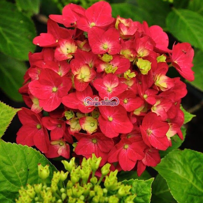Jual Pohon Bunga Pancawarna Tanaman Berbunga (Hydrangea macrophyla ...