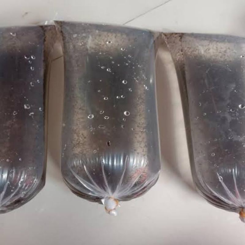 Jual Encu jentik nyamuk | Shopee Indonesia