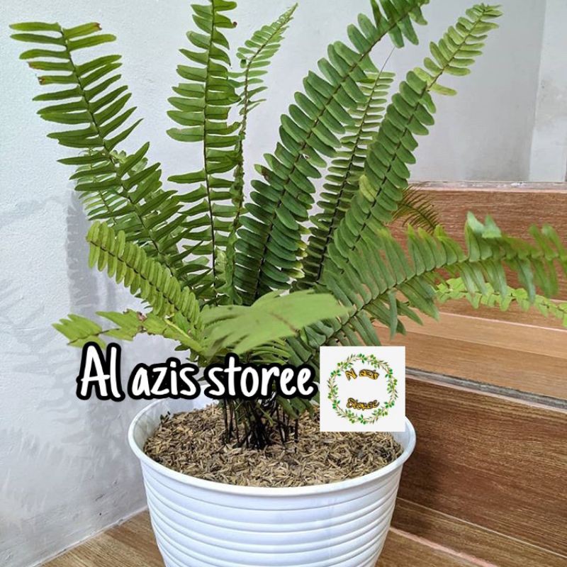 Jual Tanaman Hias Pakis Kelabang- pohon hias pakis kelabang | Shopee ... Jual Tanaman Hias Pakis Kelabang- pohon hias pakis kelabang | Shopee ...