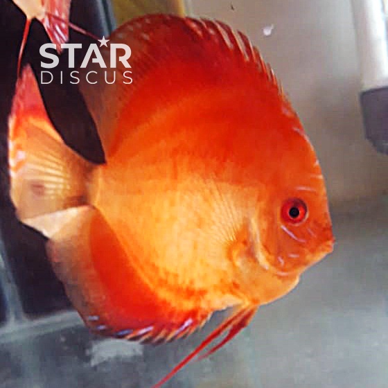 Jual Ikan Discus Red Crystal IKAN DISCUS HIASAN AQUARIUM - ZEINA FARM ...