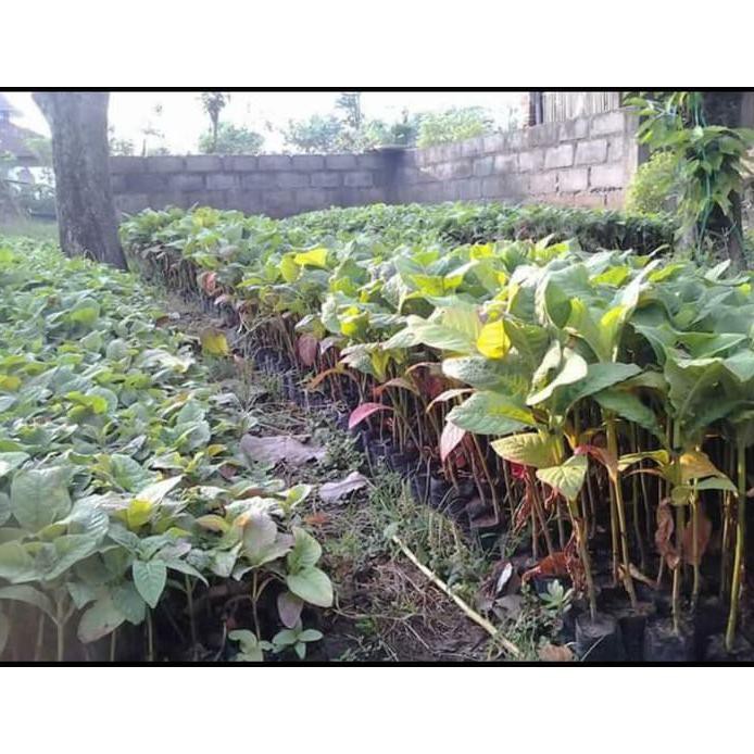 Jual Bibit Kayu Pohon Jabon Putih Unggul | Shopee Indonesia