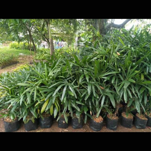Jual Tanaman Hias Palm Regu - Pohon Palm Waregu | Shopee Indonesia