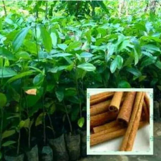 Jual Paket 3 bibit tanaman kayu manis pr0duk | Shopee Indonesia