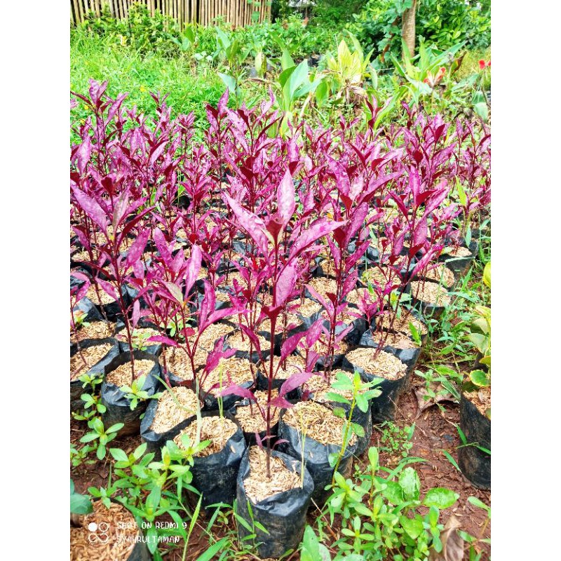 Jual Tanaman hias erpah - tanaman pagar erfah bayam merah | Shopee ...