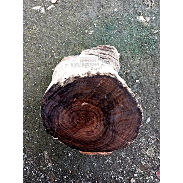 Jual bahan kayu kalimasada/kalimosodo | Shopee Indonesia