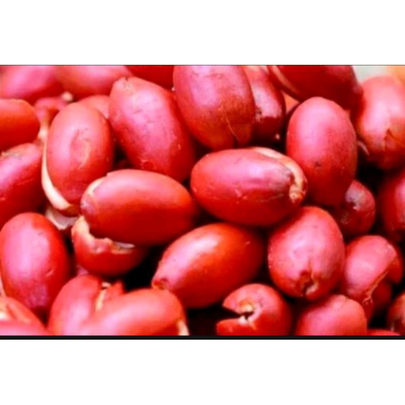 Jual Tangkil Kulit Melinjo Mlinjo Cangkang Segar Fresh | Shopee Indonesia