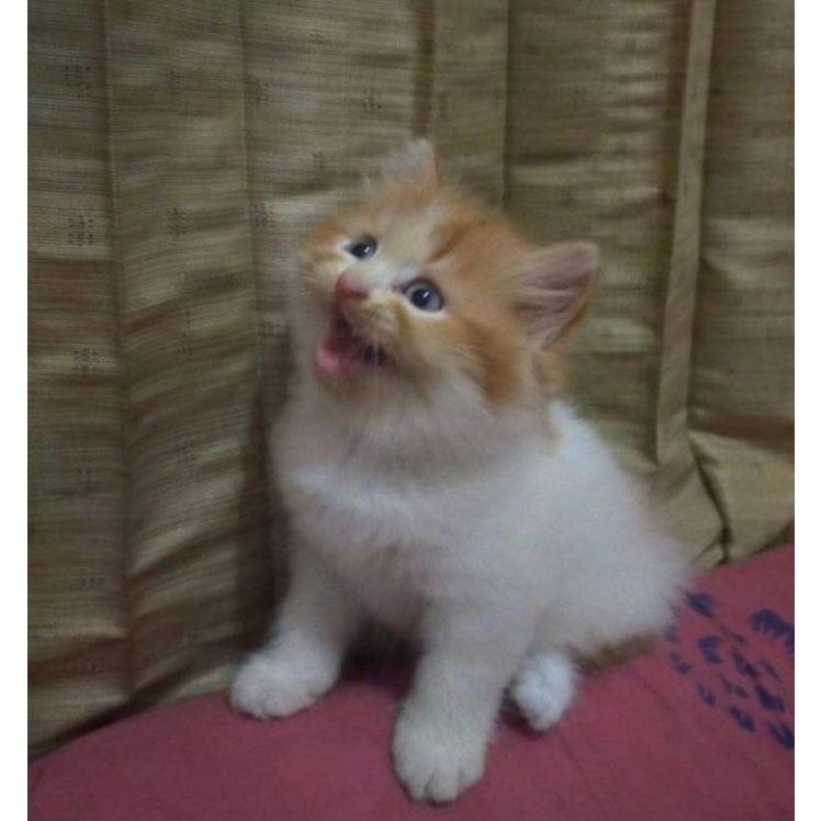 Jual kucing anggora | Shopee Indonesia