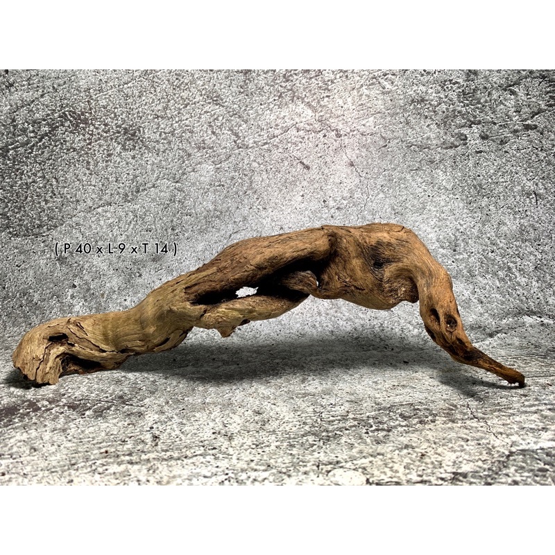 Jual Kayu Santigi Laut Aquascape | Shopee Indonesia