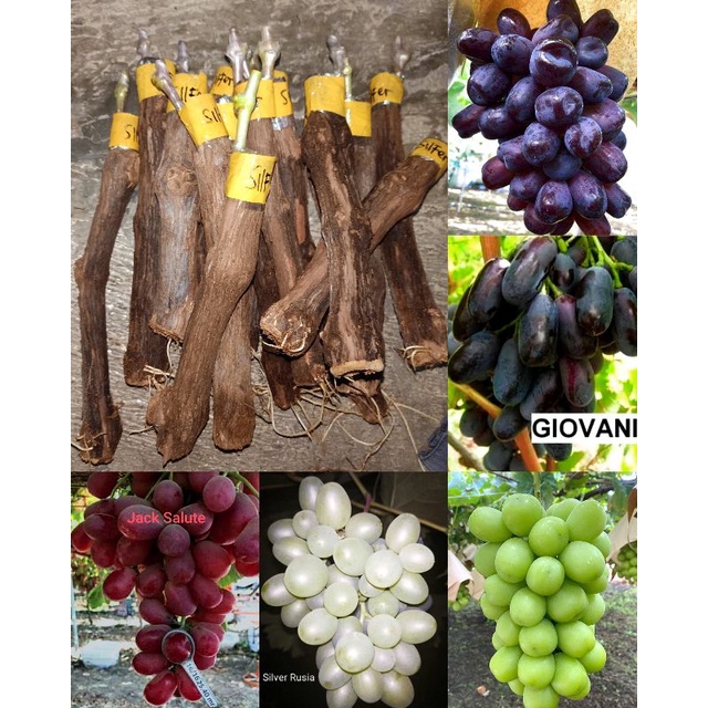 Jual 5 BIBIT ANGGUR IMPORT COD | Shopee Indonesia