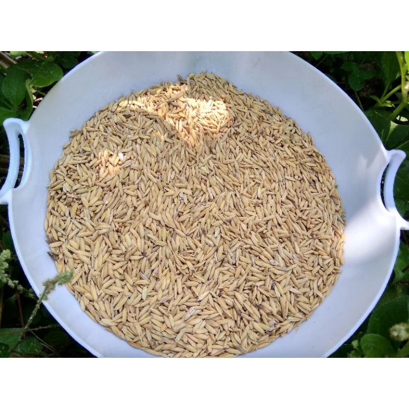 Jual Gabah kering panen - buat pakan burung dan unggas lainnya 1 kg ...