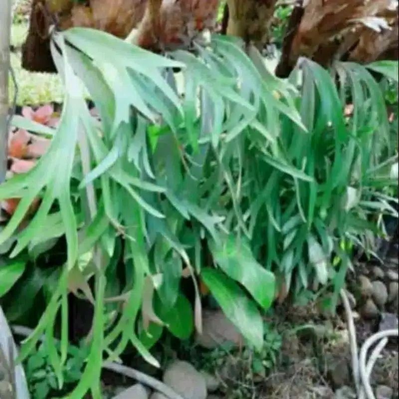 Jual Tanaman Hias mungil / Simbar menjangan / Tanduk rusa / Platyserium ...