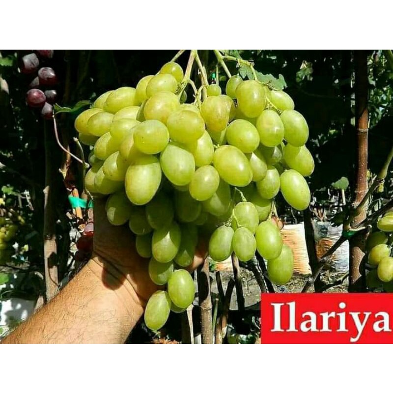 Jual illaria | Shopee Indonesia