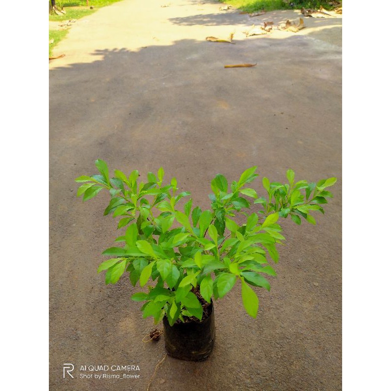 Jual POHON PANGKAS KUNING - POHON PAGAR PANGKAS KUNING | Shopee Indonesia