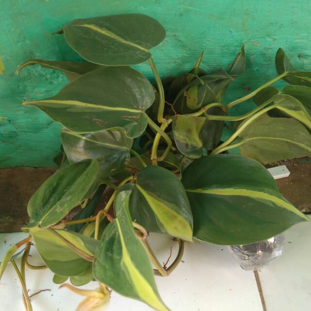 Jual Tanaman hias pohon sirih gading brazil | Shopee Indonesia