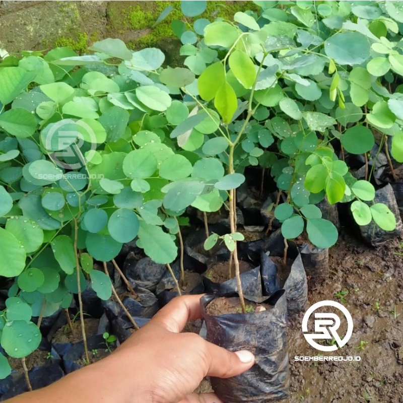 Jual Bibit Tanaman Sonokeling 25 -50 cm | Shopee Indonesia