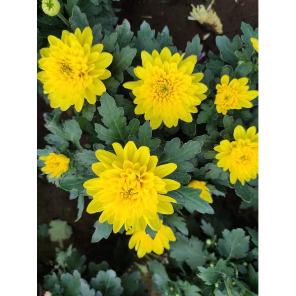 Jual Tanaman Hias Bunga Krisan Hidup Murah Cantik Kualitas A+ Sudah ...