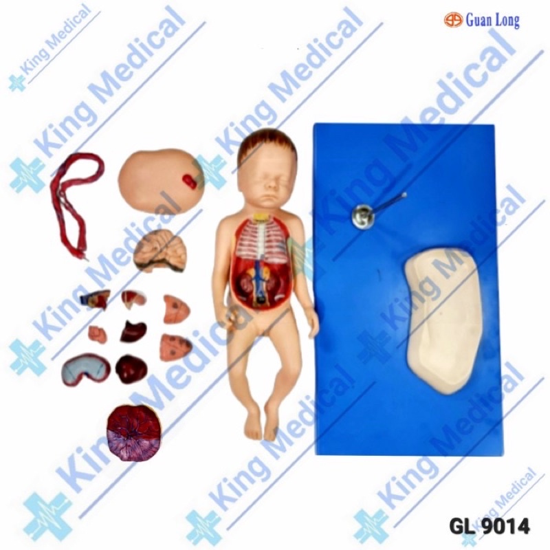 Jual Alat Peraga/Manekin Female Fetus Bayi + Placenta Torso 9014 ...