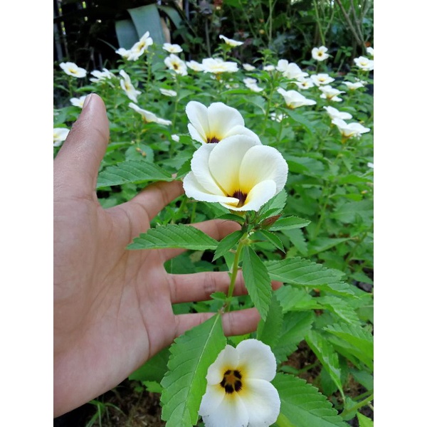 Jual bunga Yolanda putih grosir kondisi berbunga | Shopee Indonesia