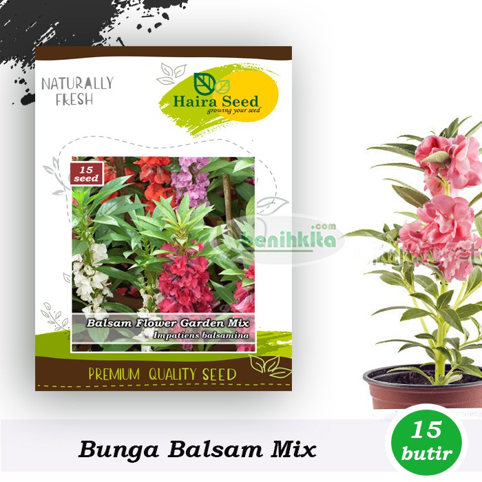 Jual Benih-Bibit Bunga Pacar Air/Balsam Mix (Haira Seed) | Shopee Indonesia