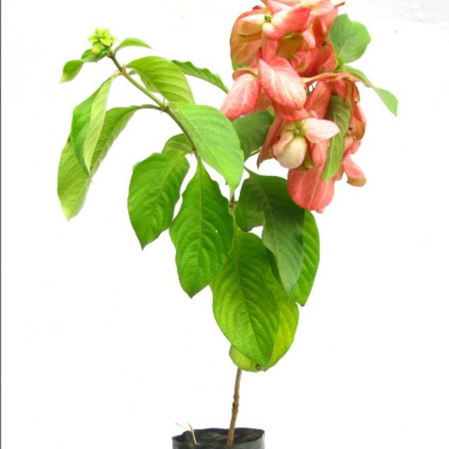Jual Pohon Nusa Indah Bunga Pink - Tanaman Nusa Indah Pink | Shopee ...