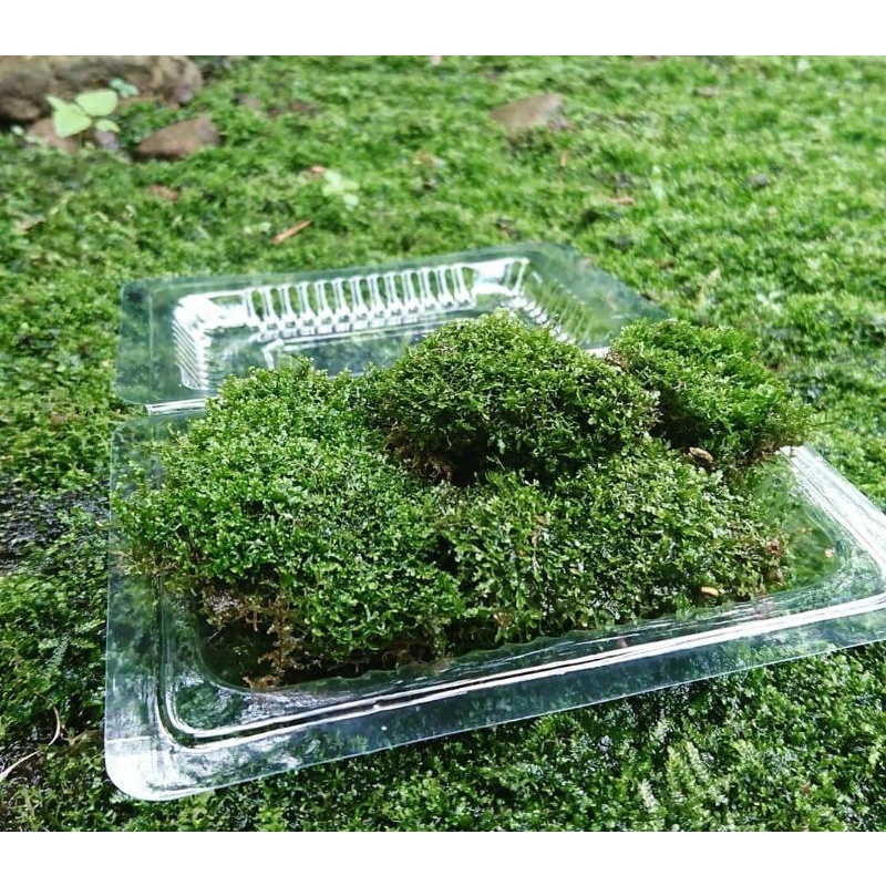 Jual MOSS RICARDIA ( tanaman aquascape ) 5X6 MIKA | Shopee Indonesia