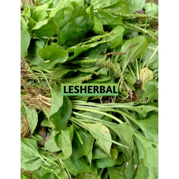 Jual paket 1kg tanaman ki urat atau daun sendok segar | Shopee Indonesia