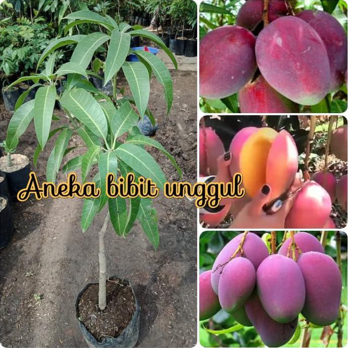 Jual Super Bibit Buah Mangga Irwin Super | Shopee Indonesia