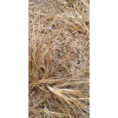 Jual Racun Rumput Herbisida 1kg buatan sendiri jamin ampuh Membasmi ...