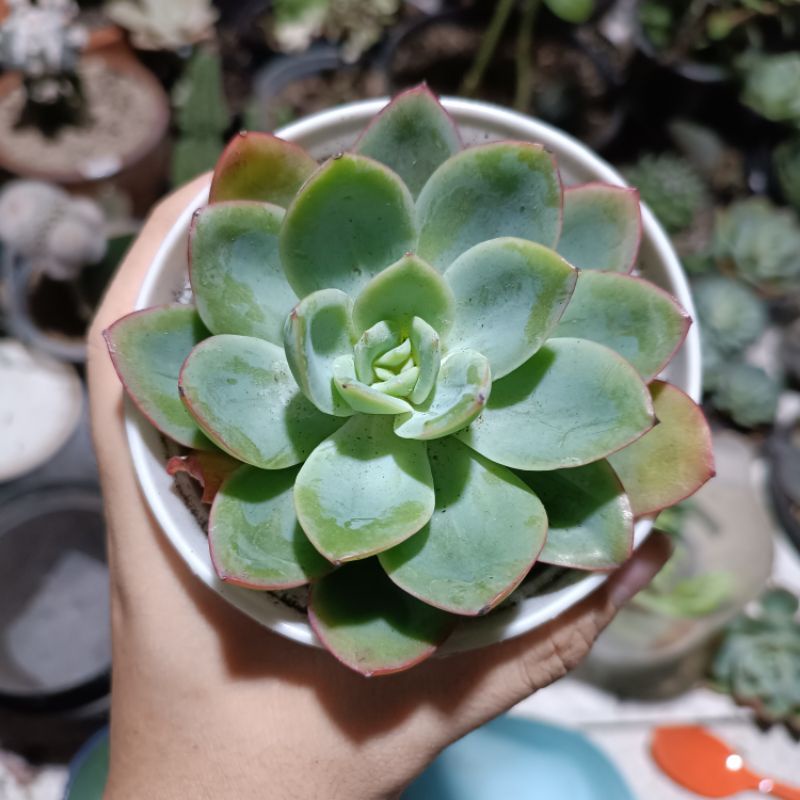 Jual Sukulen Echeveria Pink Line | kaktus sukulen mini echinopsis ...