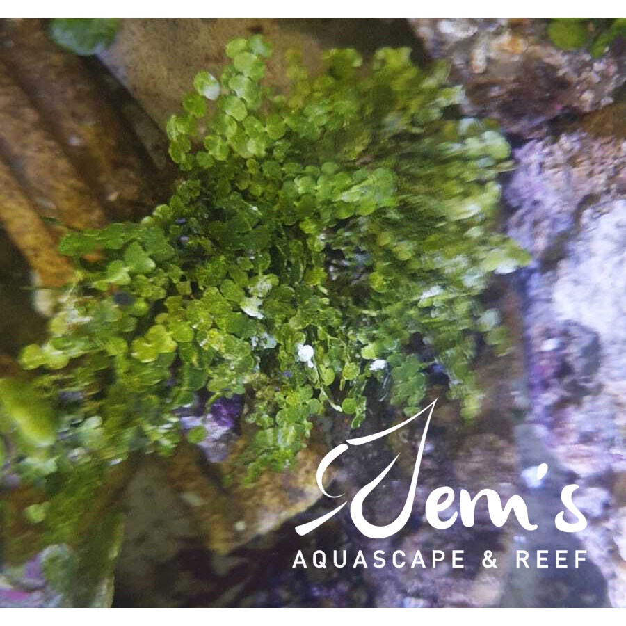 Jual Tanaman Refugium / Macro Algae Halimeda (Halimeda Algae, Small ...