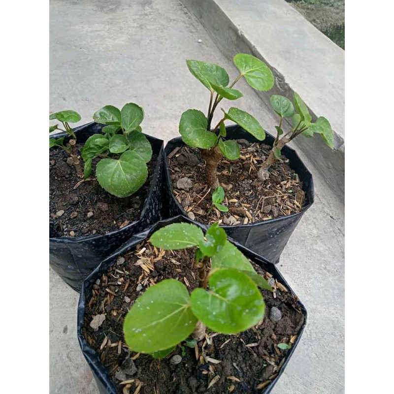 Jual bibit stek pohon mangkokan per batang | Shopee Indonesia