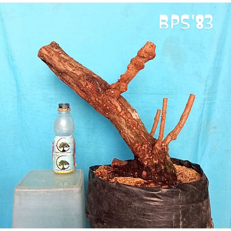 Jual Bahan bonsai santigi karang / Bonsai sentigi / Tanaman hias bonsai ...