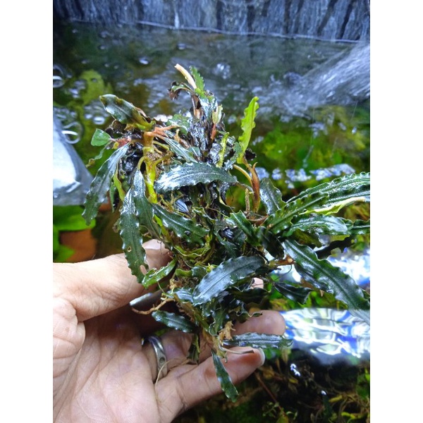 Jual buce black phantom media wabikusa | Shopee Indonesia