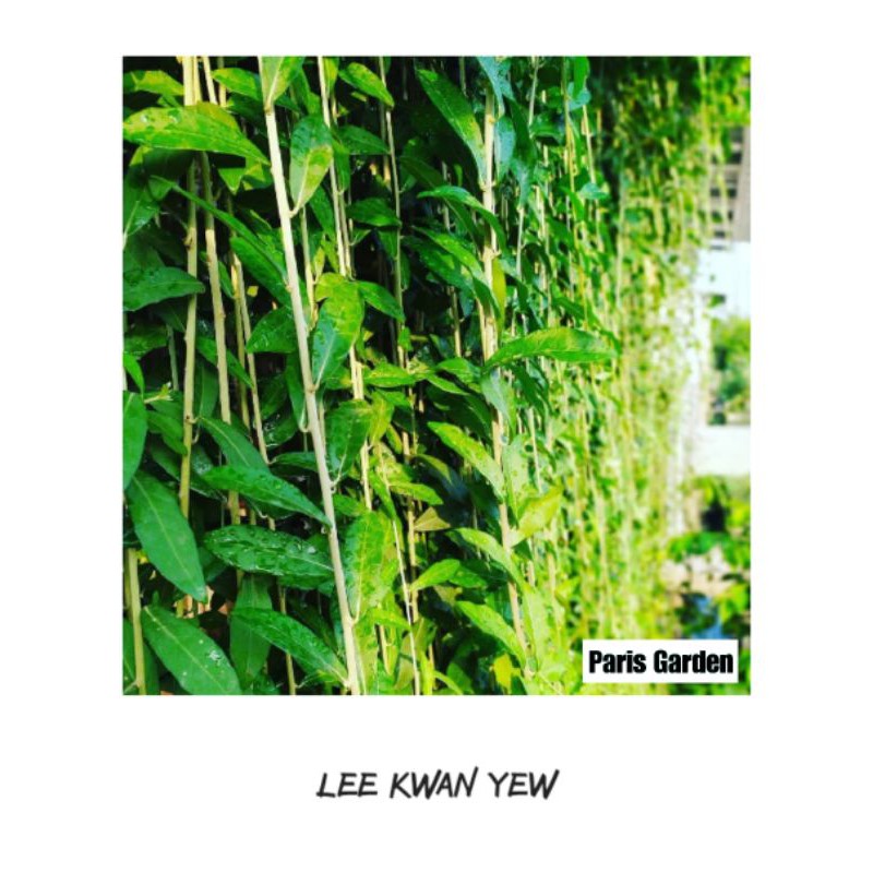 Jual TANAMAN HIAS LEE KWAN YEW - TANAMAN MENJUNTAI LEE KWAN YEW - BIBIT ...