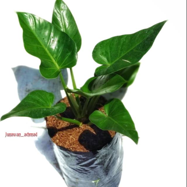 Jual Tanaman indoor philo marble | Shopee Indonesia