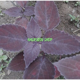 Jual DAUN MIANA 50 LEMBAR SEGAR / DAUN JAWER KOTOK / DAUN MAYANA ...