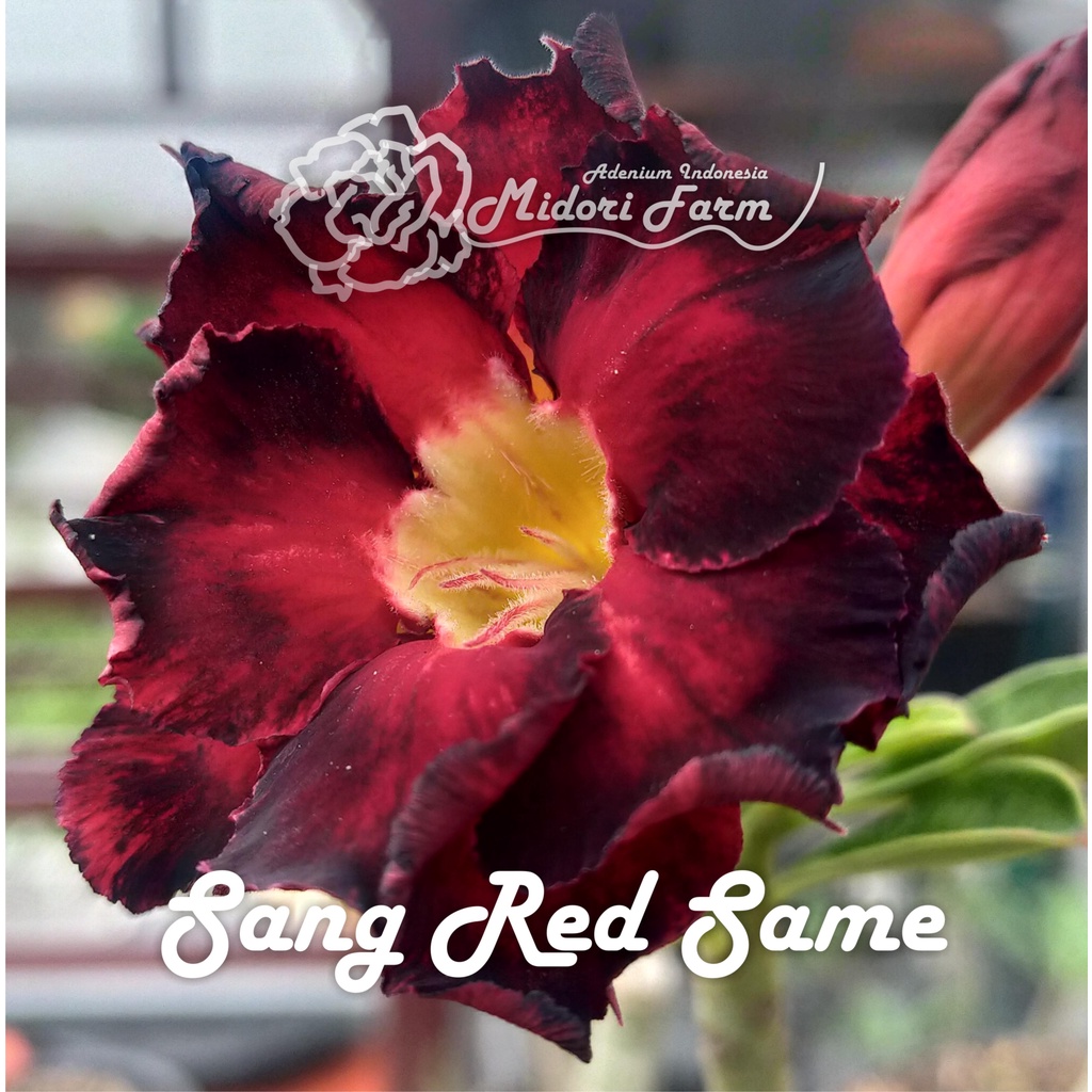 Jual Adenium Grafting/Sambungan Bunga Tumpuk SANG RED SAME Size A ...