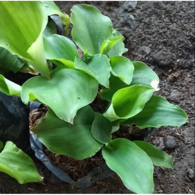Jual Tanaman herbal toga kencur herbal pohon obat bahan jamu | Shopee ...