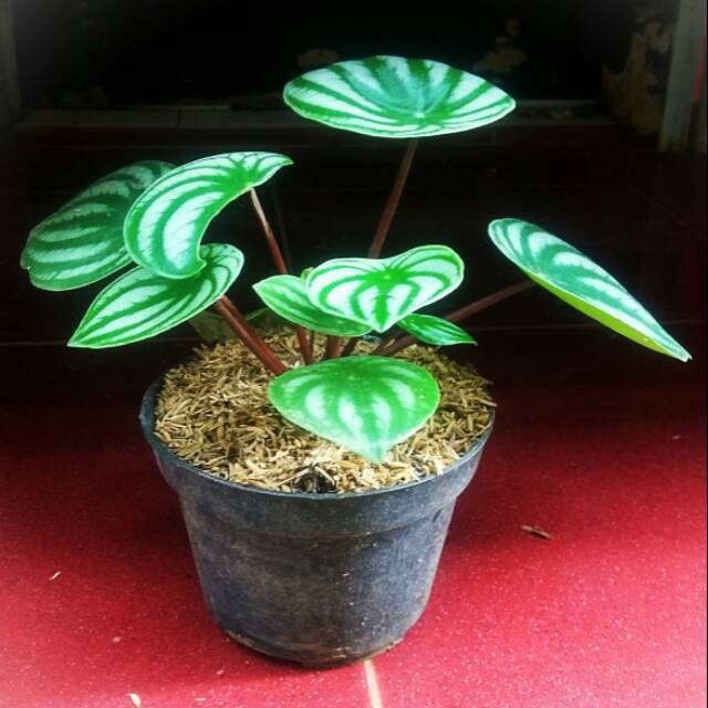 Jual Bunga begonia semangka/peperomia argyreia | Shopee Indonesia