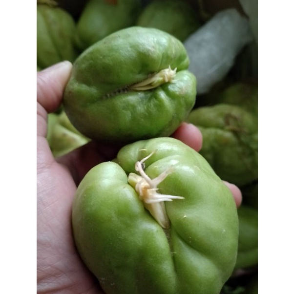 Jual bibit labu siam baby | Shopee Indonesia