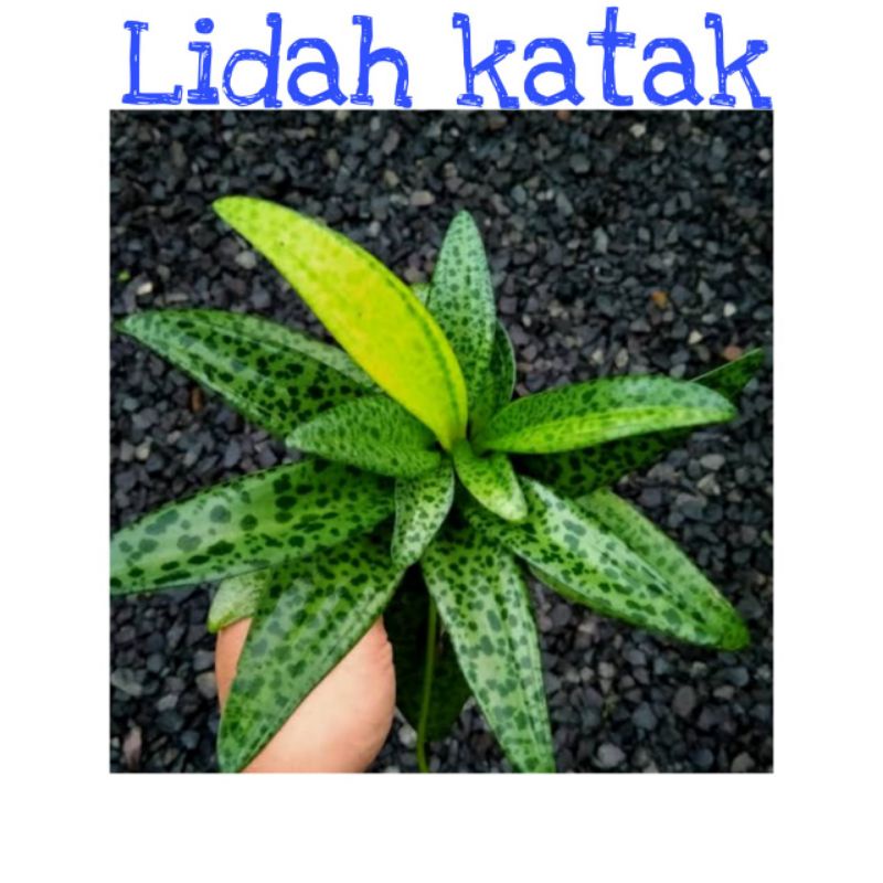 Jual Tanaman hias lidah katak lemon/Drimiopsis kirkii | Shopee Indonesia