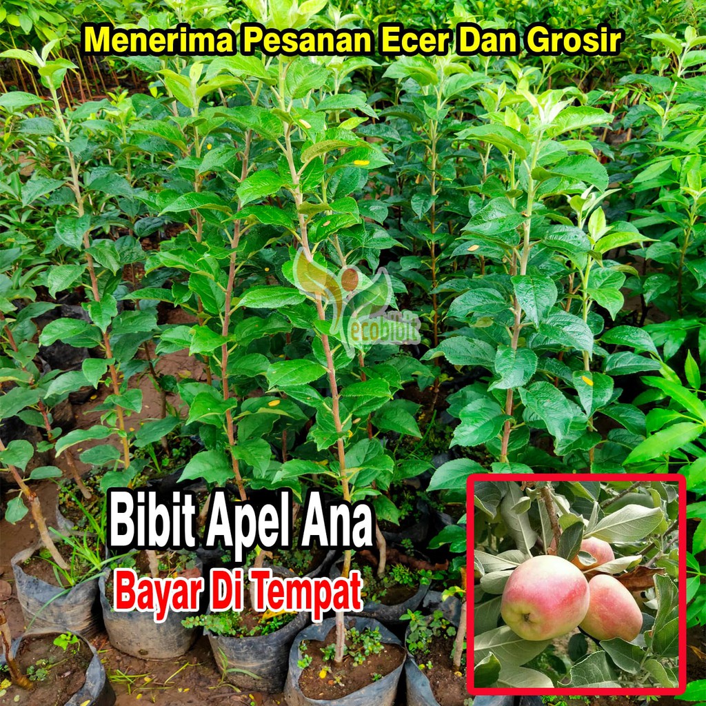 Jual Bibit Apel Anna Merah Dataran Rendah | Shopee Indonesia