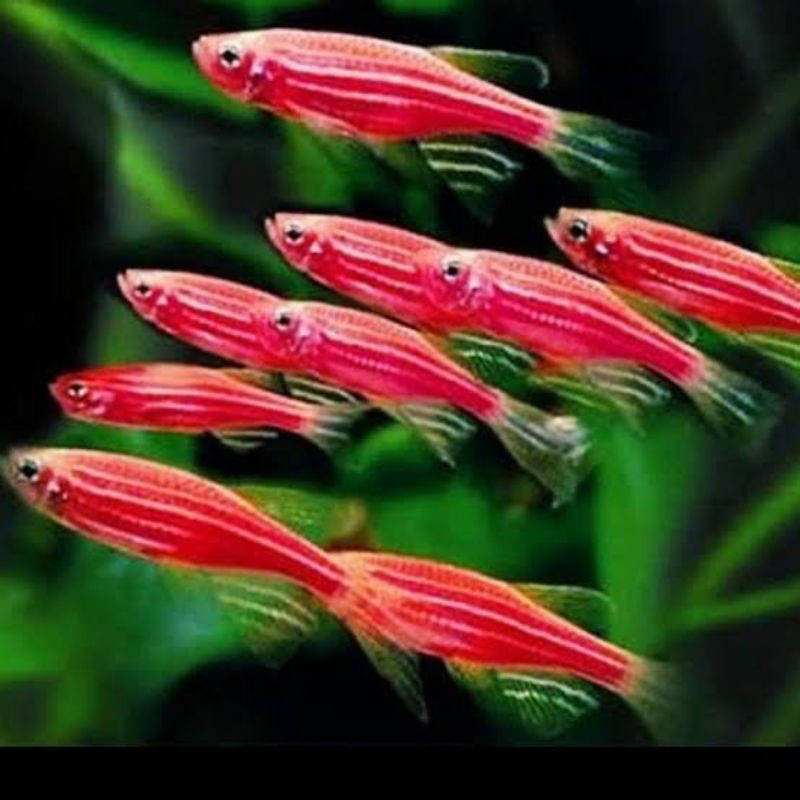 Jual ikan red danio zebra slayer size L | Shopee Indonesia