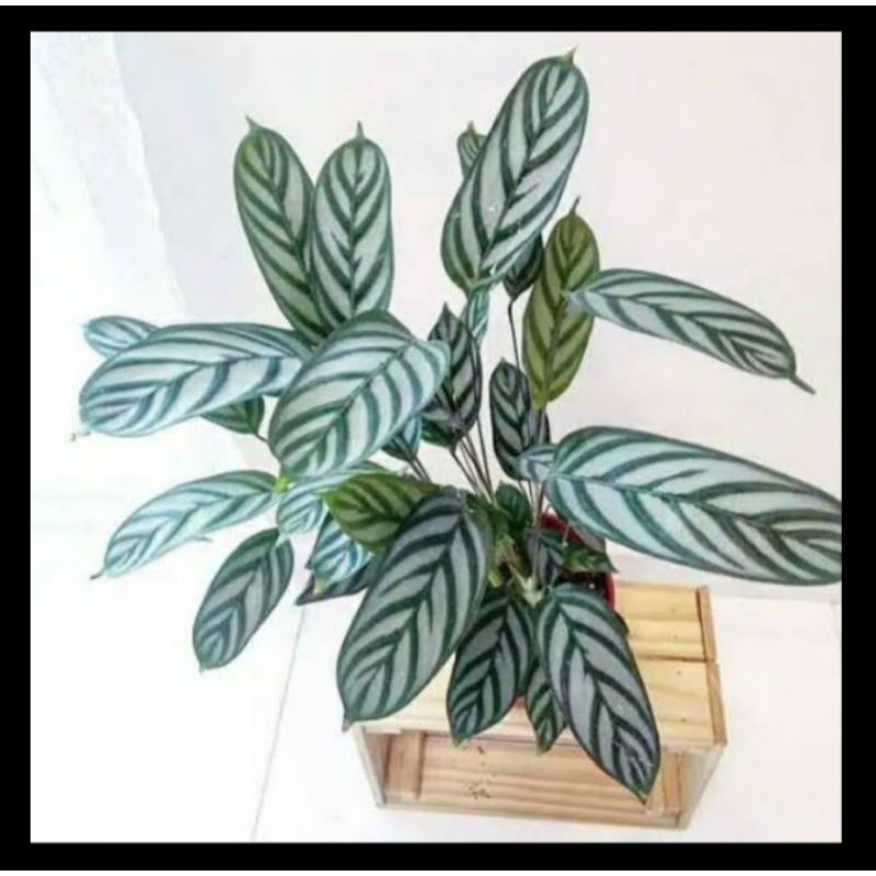 Jual Chalatea Tanaman hias calathea Ctenanthe setosa || Kalatea Sentosa ...