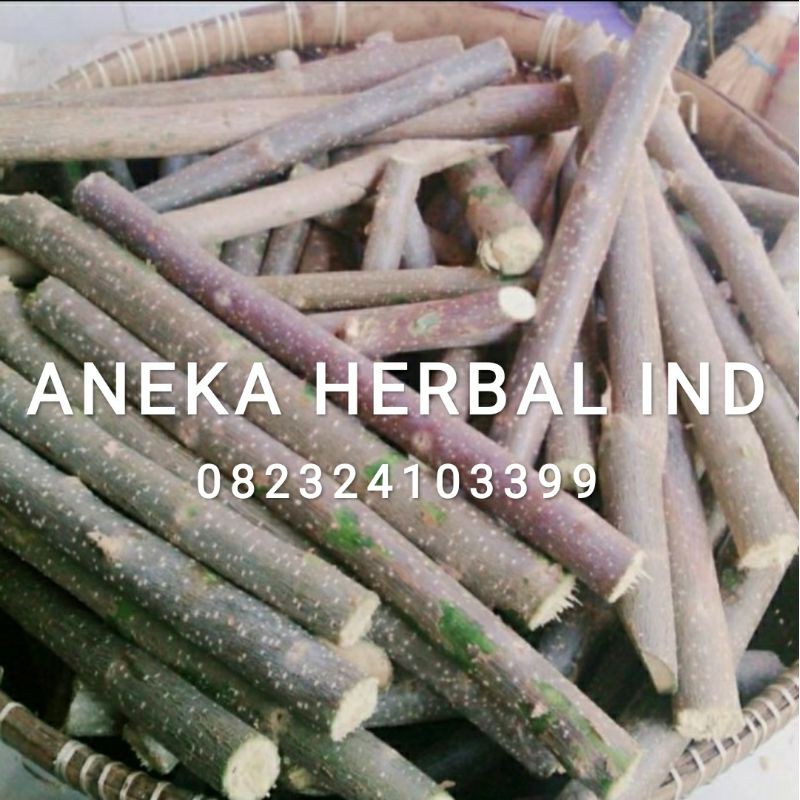 Jual BIBIT STEK POHON GAMAL POHON KALIKRIA STEK BATANG GAMAL UNTUK ...
