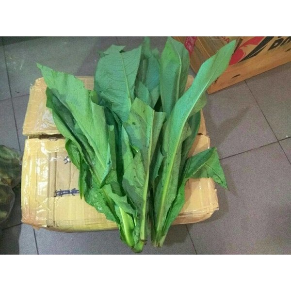 Jual 250gr Sayur Fumak Segar Fresh Kumak Kumek Makanan Kura Darat ...