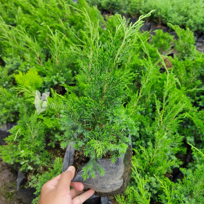 Jual Tanaman Hias Cemara Papua | Shopee Indonesia