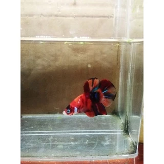 Jual cupang nemo multi Harga Terbaik & Termurah Mei 2024 | Shopee Indonesia