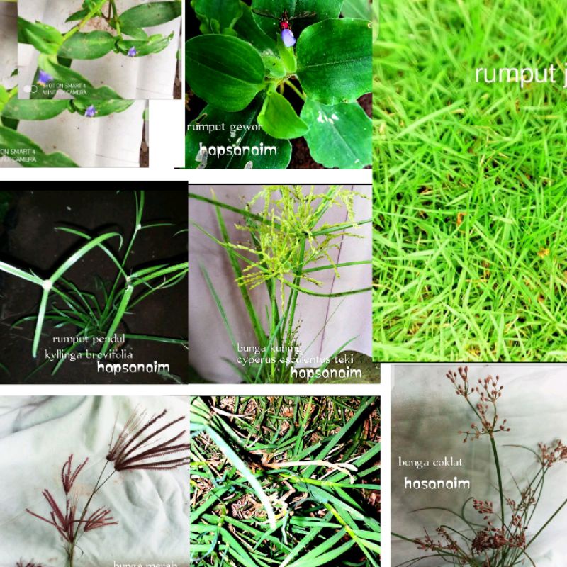 Jual bibit & tanaman rumput Pendul Belulang Jepang Teki Gewor Grinting ...