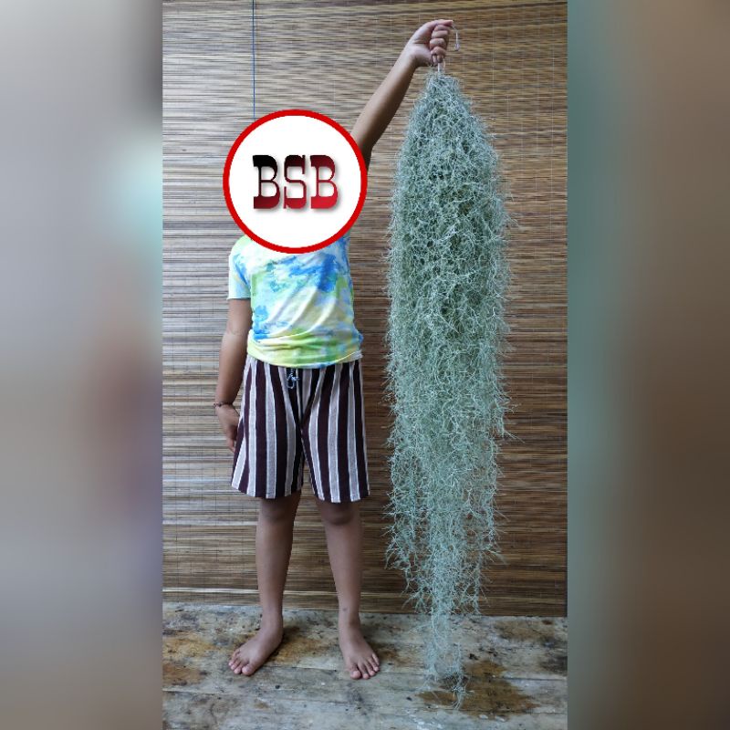 Jual Ready Stok Tanaman Hias Janggut Musa / Jenggot Musa Panjang 130cm ...